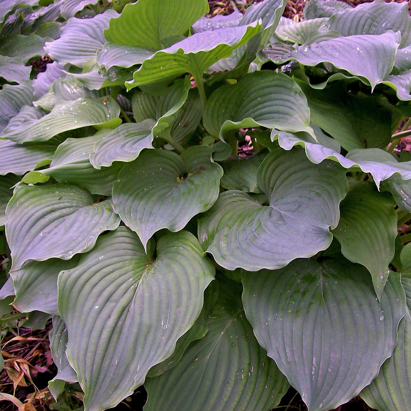 hosta KOMODO DRAGON large thick giant huge wavy rippled green upright ...