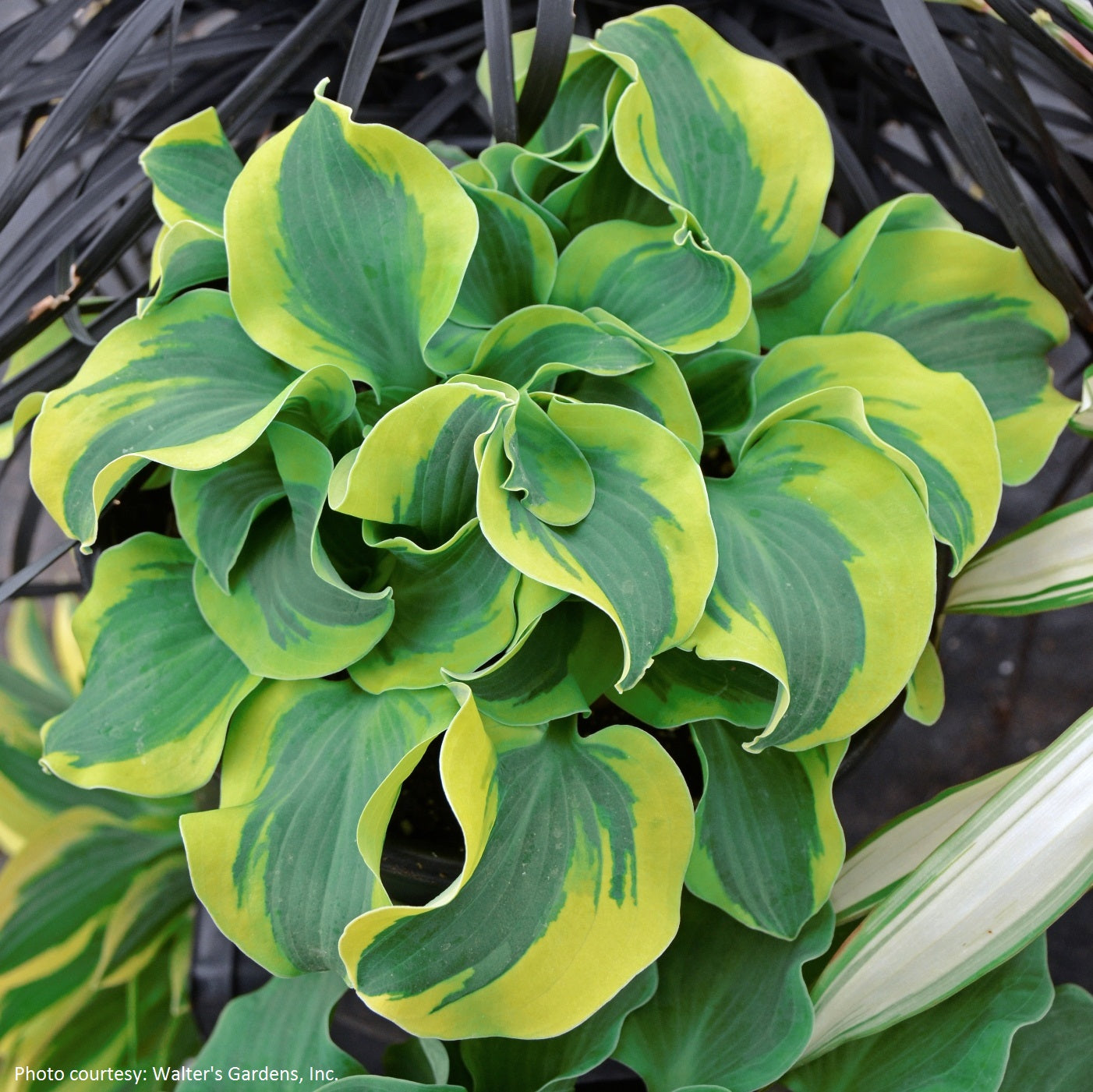 hosta SCHOOL MOUSE mini thick colorful shade perennial = 1 Potted Gard ...